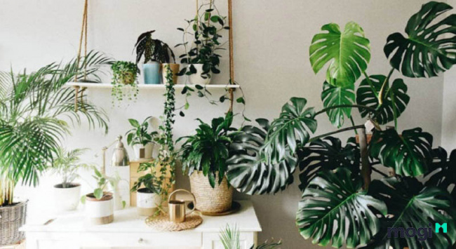 How many types of Split-Leaf Philodendron are there? Meaning and ...