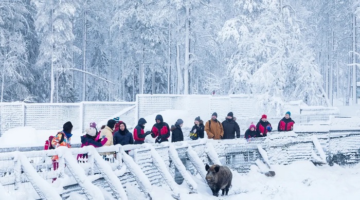Embark on a Wild Journey at Ranua Wildlife Park in Finland - Mytour