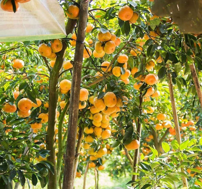 Secrets to Explore Cai Mon Fruit Orchards - Ben Tre - Mytour