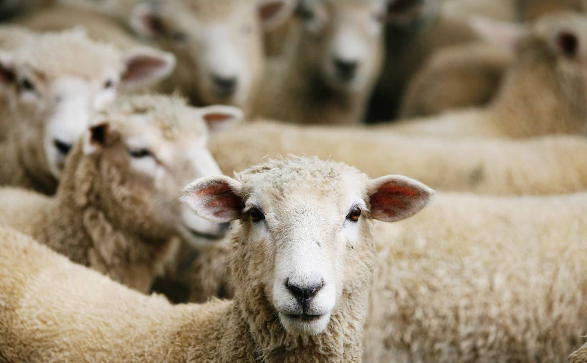 Nông dân New Zealand bị phạt tù vì tàn ác với đàn cừu