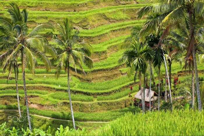 Top 10 Most Beautiful Terraced Fields in the World - Mytour.vn