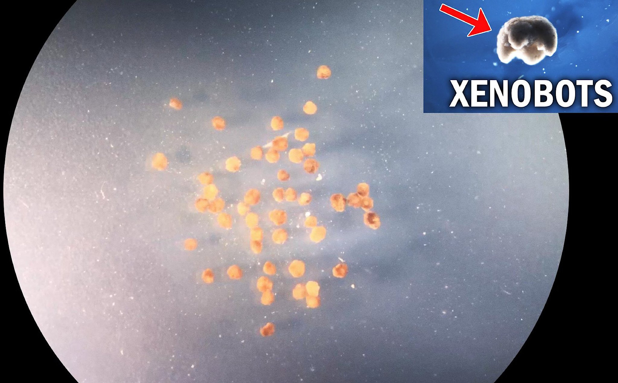 Xenobots: robot có khả năng tự phục hồi và lưu trữ thông tin | Viết bởi vphlinh