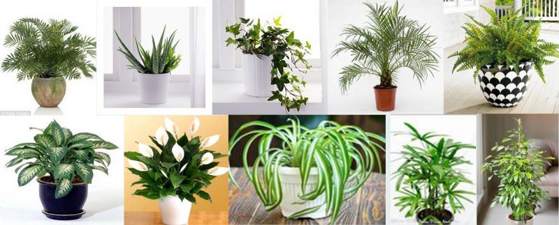 Optimal Feng Shui: Top 26 Lucky Desk Plants