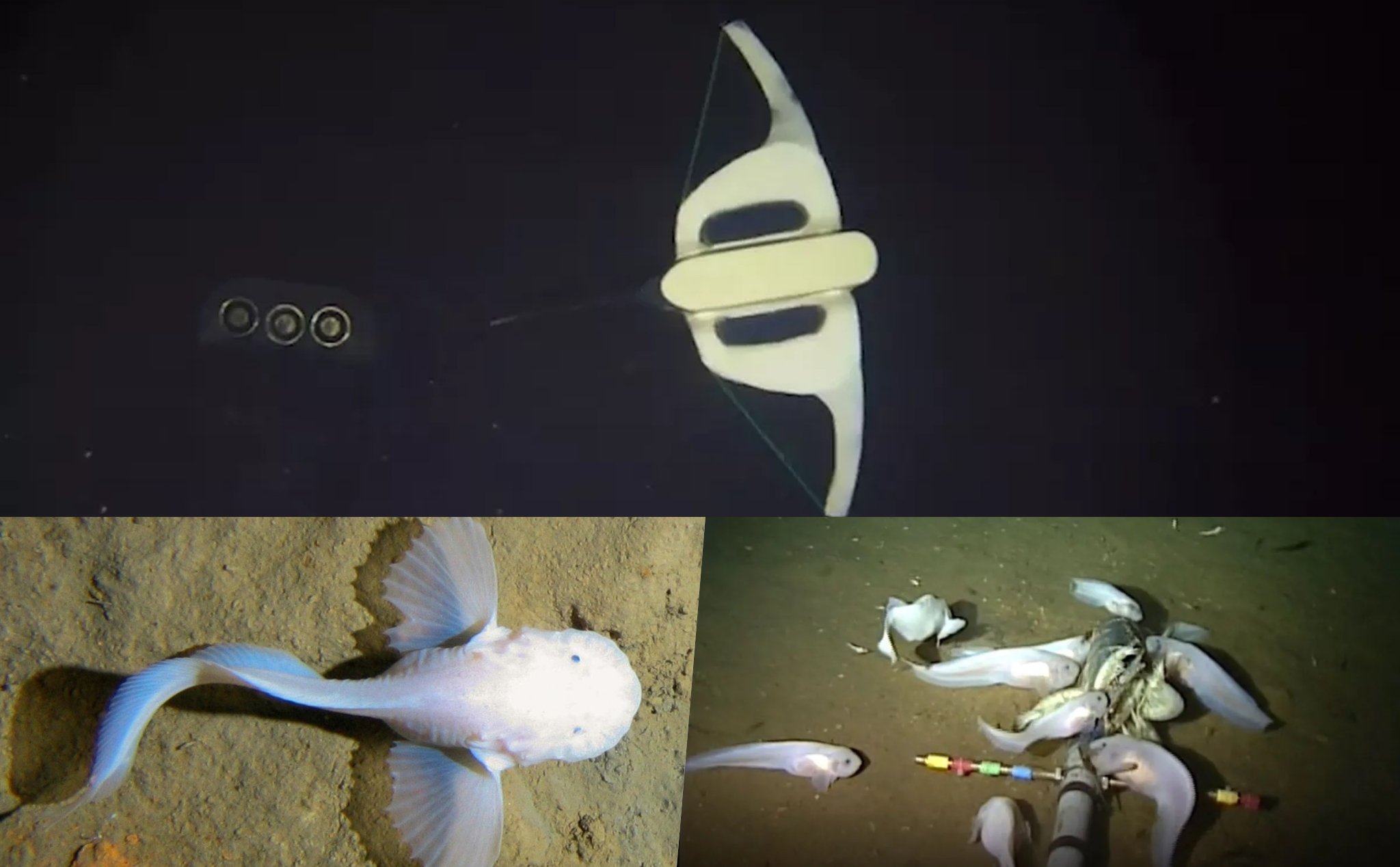 Sáng Tạo Robot Sống Dưới Rãnh Mariana - Kỳ Diệu Của Đại Dương