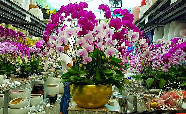 Discover the Top 11 Most Beautiful Orchid Shops in Ho Chi Minh City ...