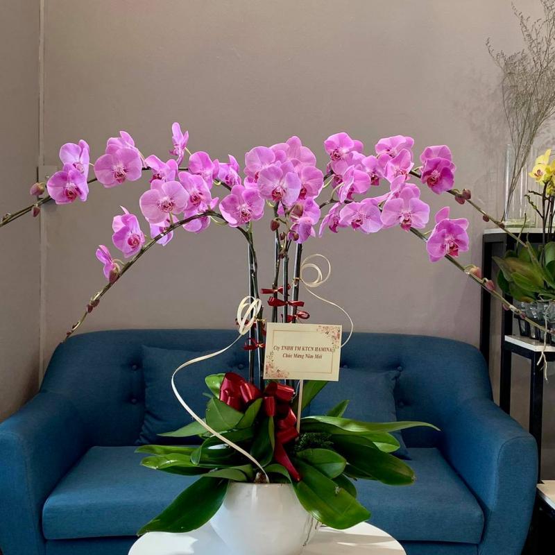 Discover the Top 11 Most Beautiful Orchid Shops in Ho Chi Minh City ...