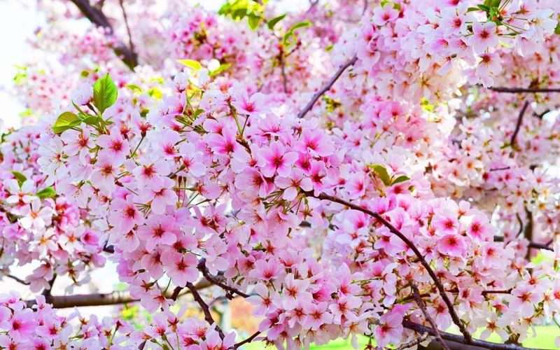 Top 10 Most Unusual Flower Shapes Worldwide - Mytour.vn