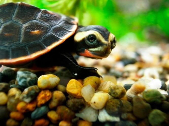 Top 6 Most Unusual Turtle Species in the World You May Not Know - Mytour.vn