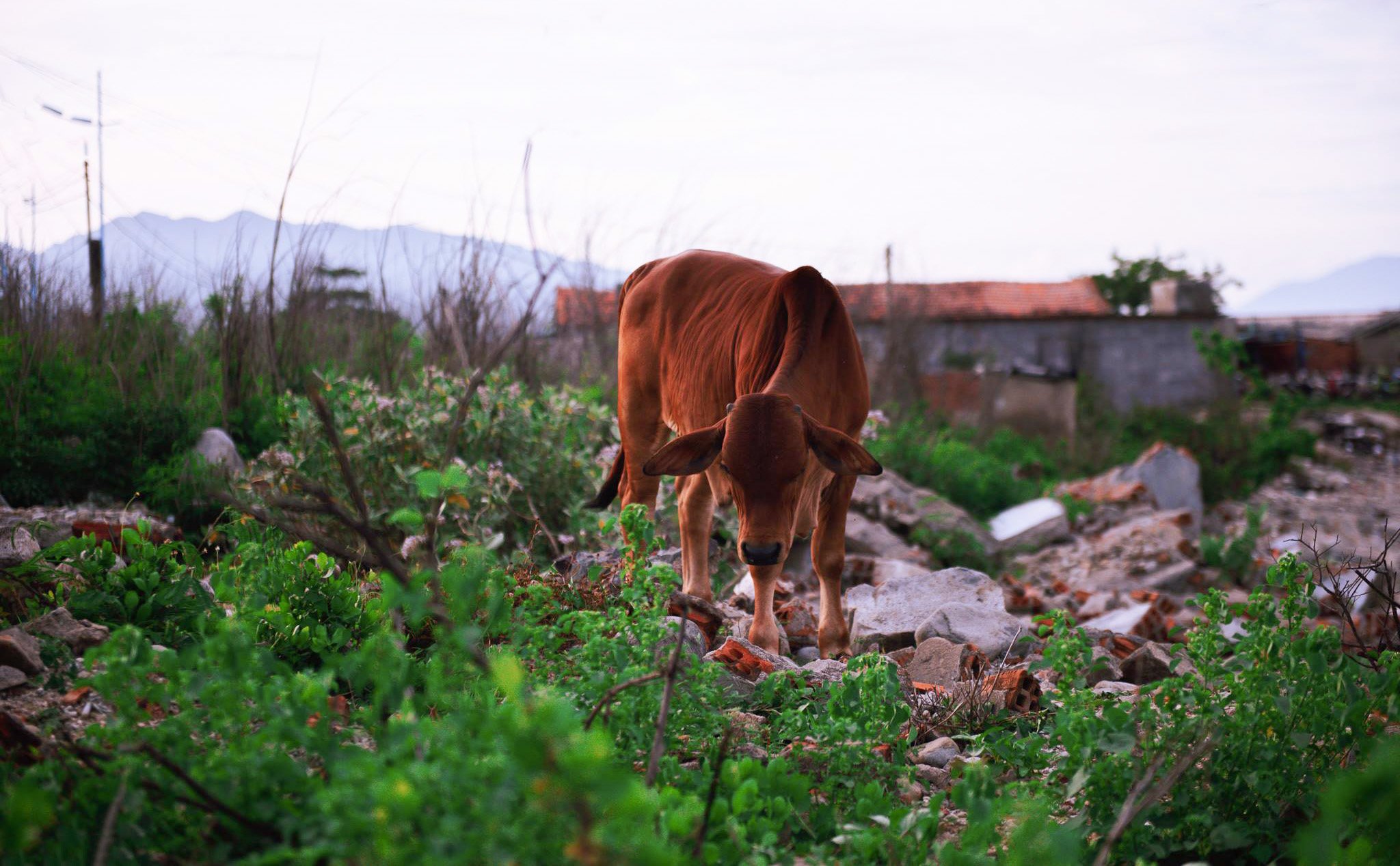 Tăng tỷ lệ sinh con bò đực lên 75% thông qua chỉnh sửa gen
