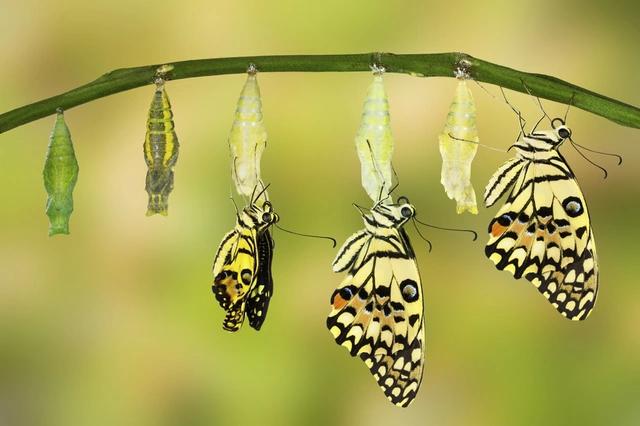 Top 16 Fascinating Facts about Butterfly Larvae - Mytour.vn