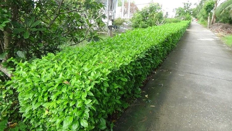 Top 10 Most Beautiful and Easy-to-Care-for Hedge Plants - Mytour.vn