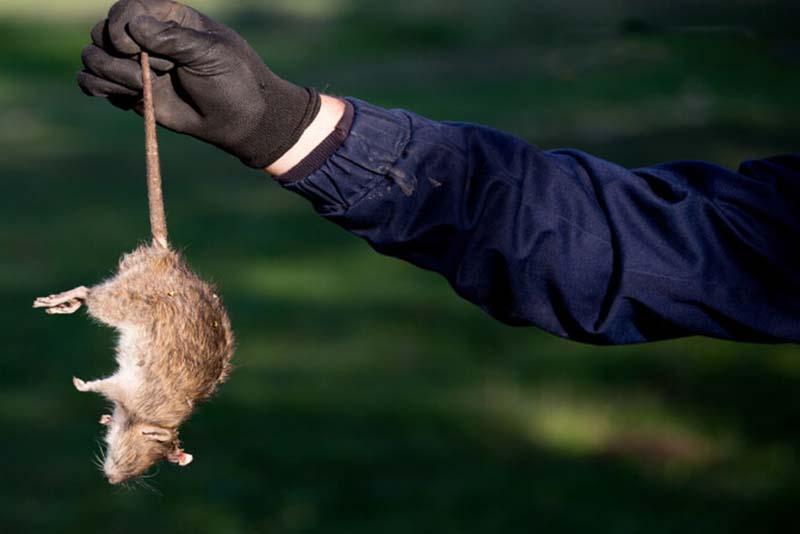 Top 10 Best Rat Poisons Today - Mytour.vn