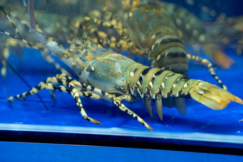 Top 5 Fresh Live Lobster Spots in Saigon