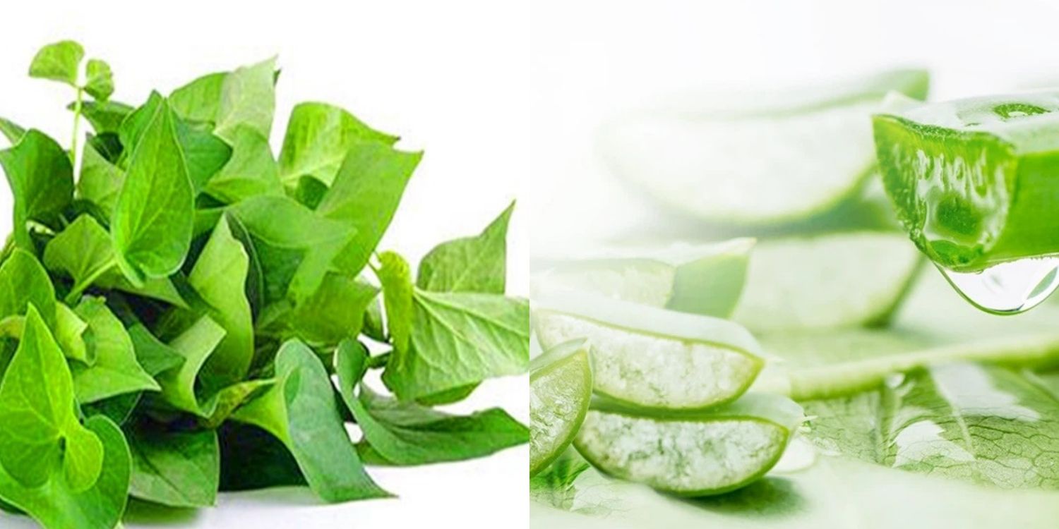 12 Ways to Use Watercress to Treat Acne: Clean, Fast, Effective | Mytour