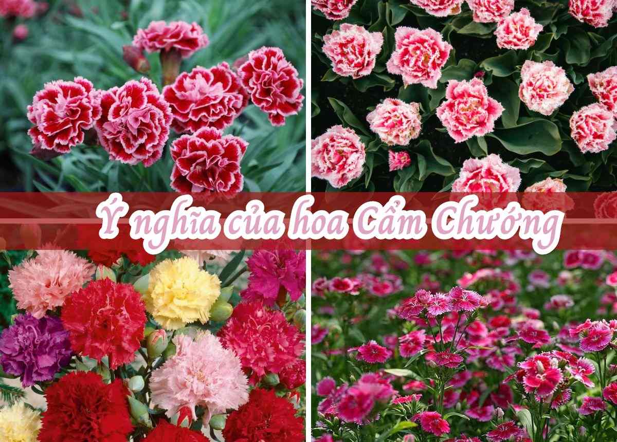 Characteristics, Meanings of Carnations, Flowering Care for October 20 ...
