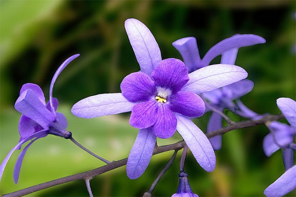 Mai Flower: Meaning, Planting, and Care Tips | Mytour