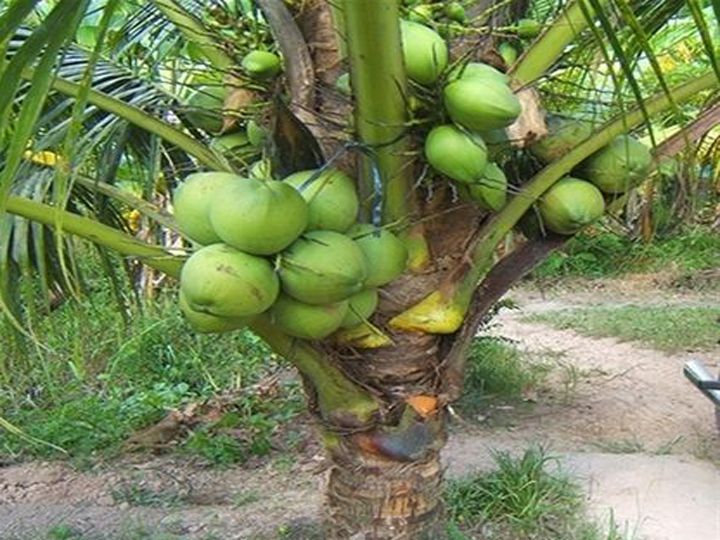 Top 12 Best Tree Riddles for Kids - Mytour.vn