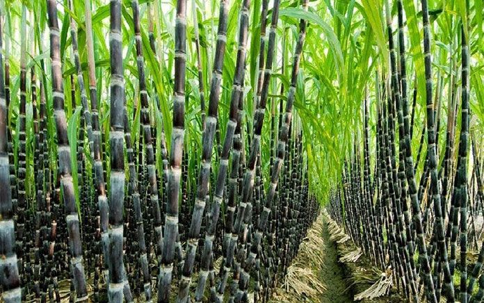 Top 12 Best Tree Riddles for Kids - Mytour.vn