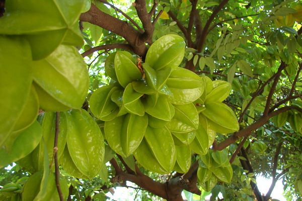 Top 12 Best Tree Riddles for Kids - Mytour.vn