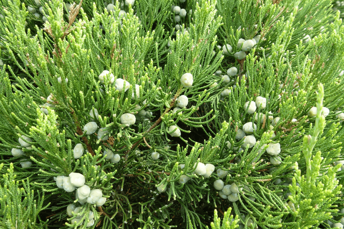 Snow pine: Characteristics, meanings, planting, and care | Mytour