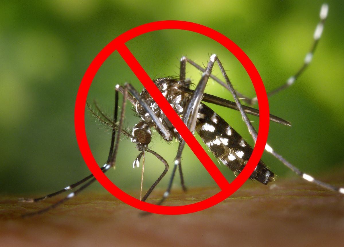 23 Effective, Quick, and Root-based Methods to Repel Mosquitoes in the ...