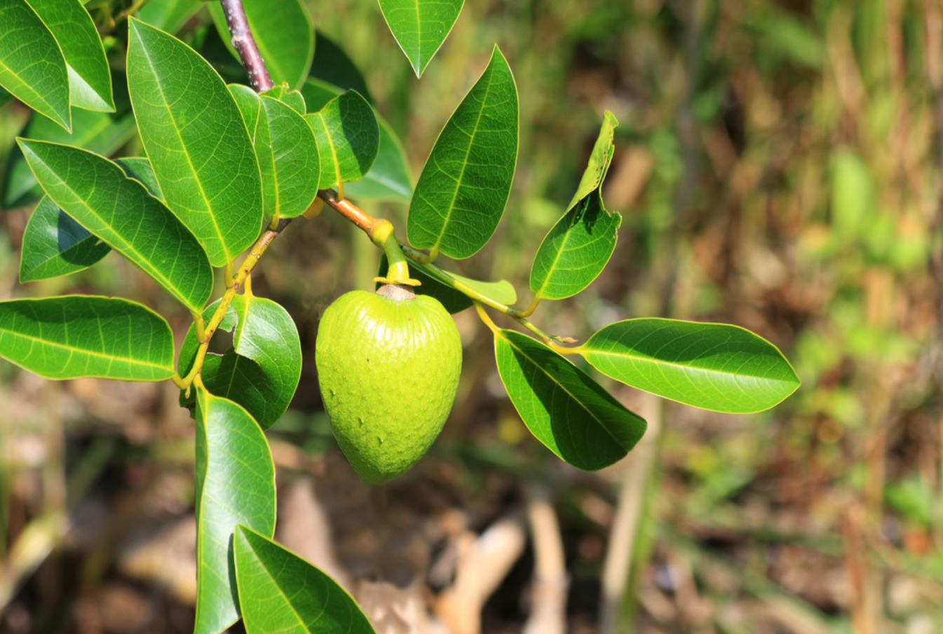 The Healing Power of Gourd Fruit | Mytour