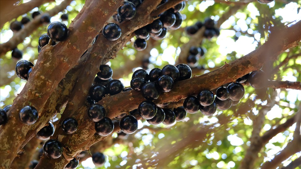 Discover the Top 10+ Delicious and Famous Fruits of Dalat | Mytour