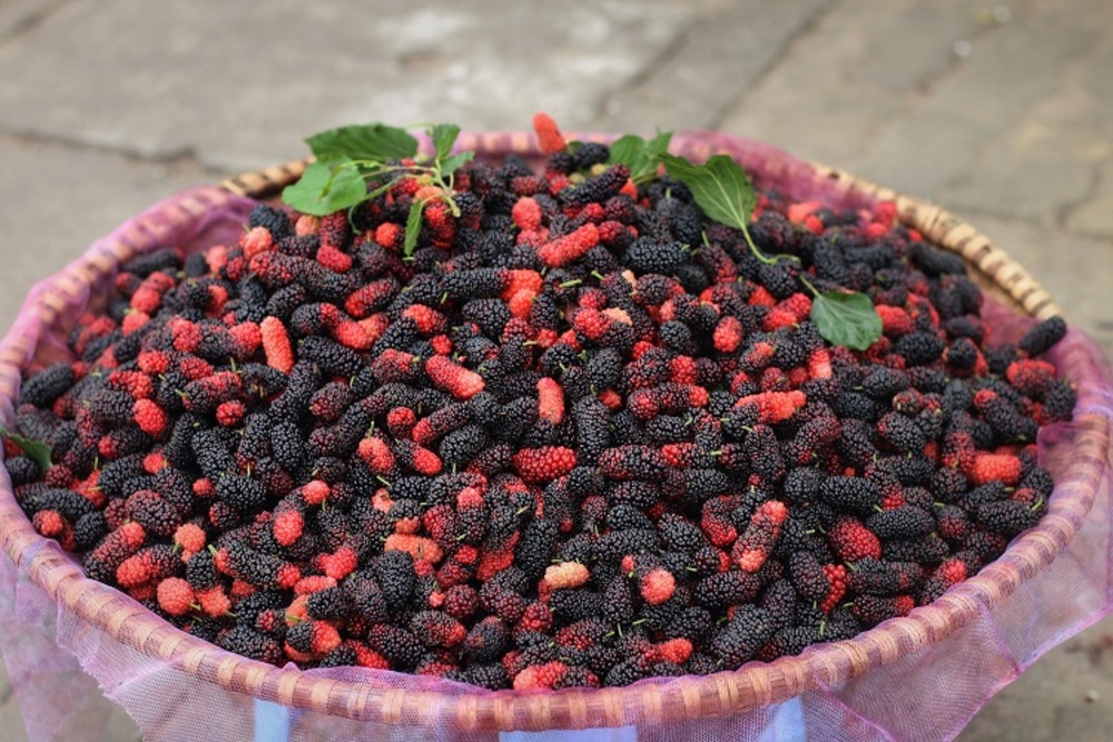 Discover the Top 10+ Delicious and Famous Fruits of Dalat | Mytour