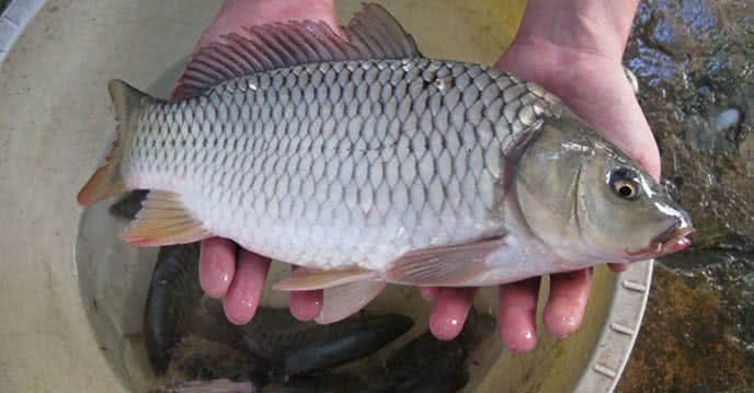Learn how to make delicious steamed carp with beer to treat the whole ...