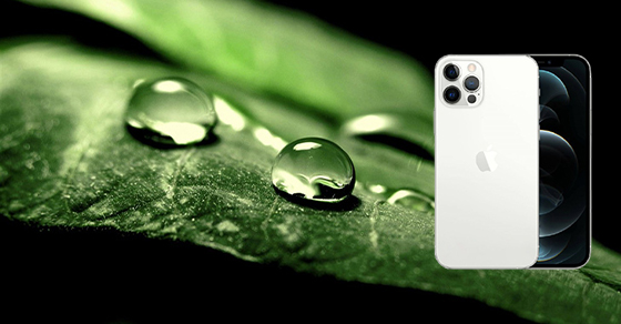 Unleashing the Magic of Macro Photography on iPhone 12, 12 Pro, 12 Pro ...