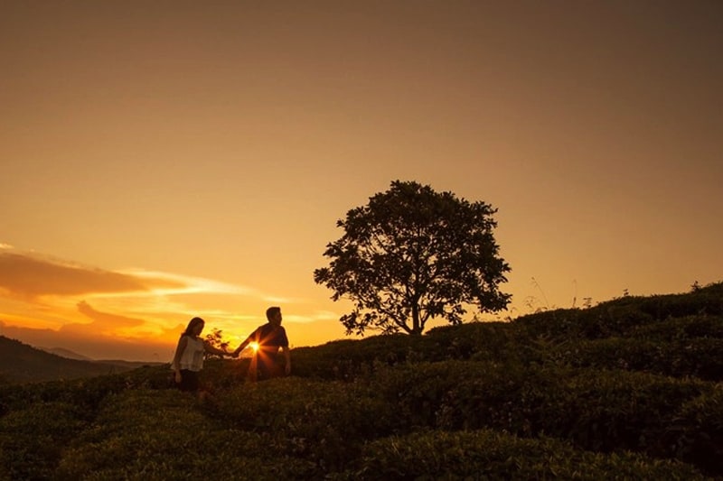 Experience the Charm of Cau Dat Tea Hill in Dalat - Vntrip.vn