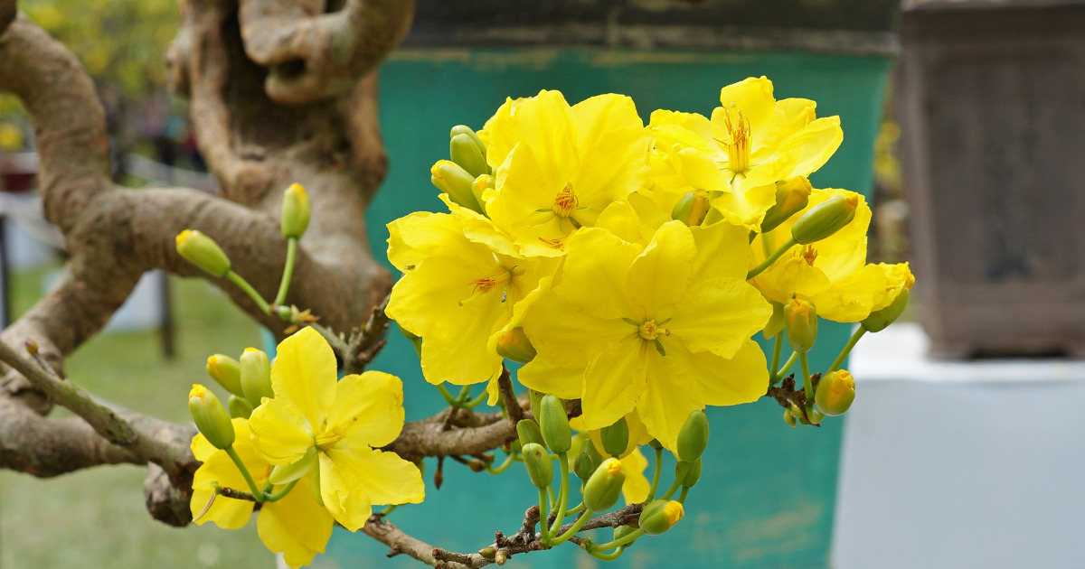 Top 10 Lucky Tet Flowers to Decorate Your Home All Year Round