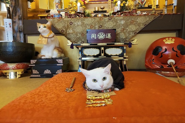 Khám phá điểm đến huyền bí: Ngôi đền Nyan Nyan Ji