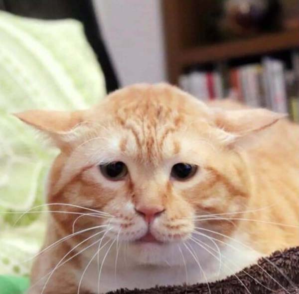 Funny cat meme images: crying, cute, hilarious, mischievous