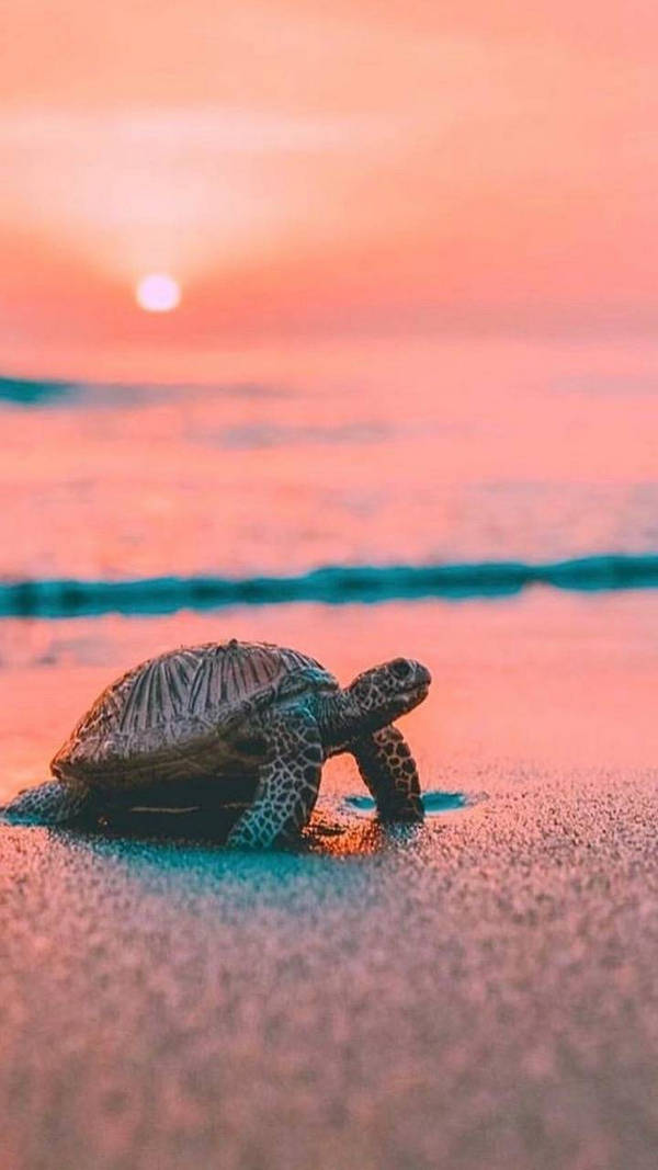 Beautiful Turtle Wallpapers: Explore 60+ adorable backgrounds and ...