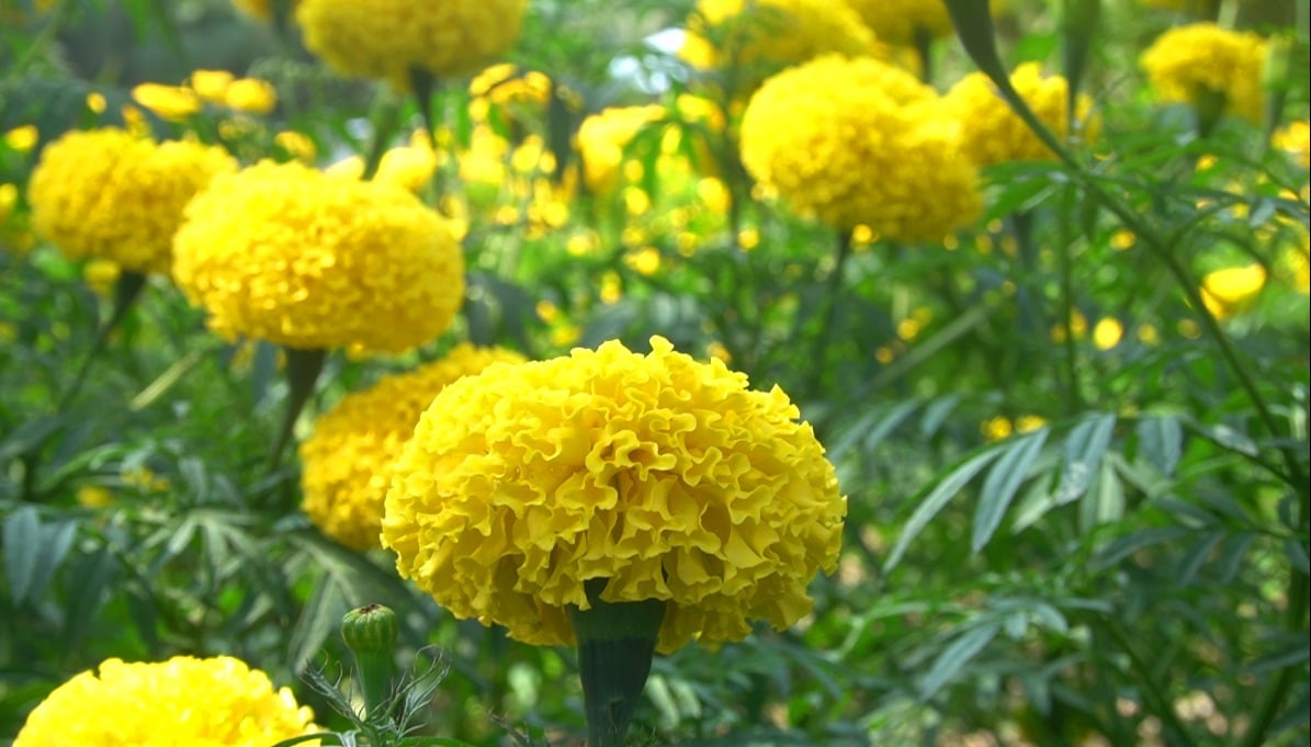 Top 6 Tet Flowers Beloved by Many in the Western Region - Mytour
