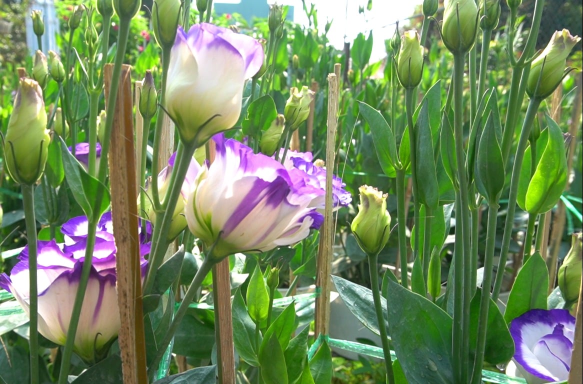 Top 6 Tet Flowers Beloved by Many in the Western Region - Mytour