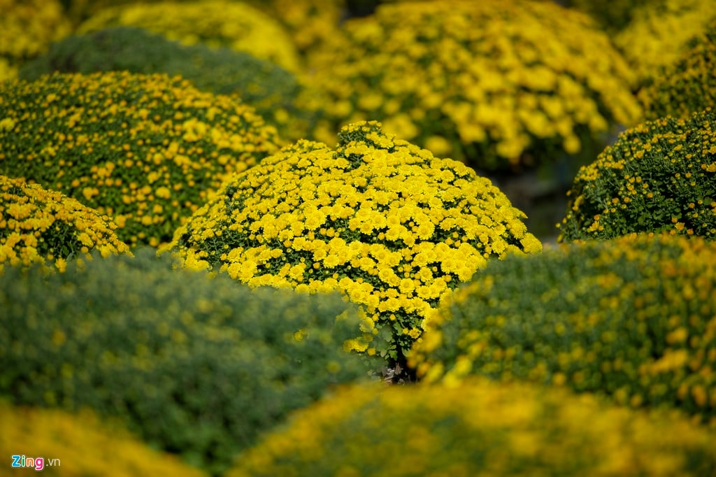 Top 6 Tet Flowers Beloved by Many in the Western Region - Mytour