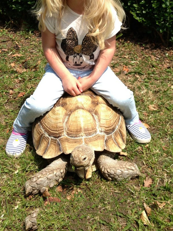 Stunning Golden Turtle Images