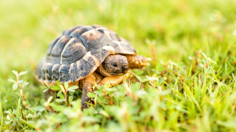 Stunning Golden Turtle Images