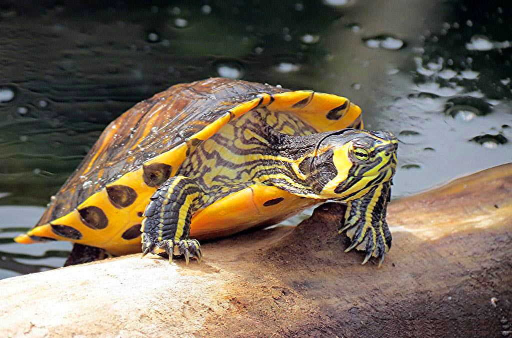 Stunning Golden Turtle Images