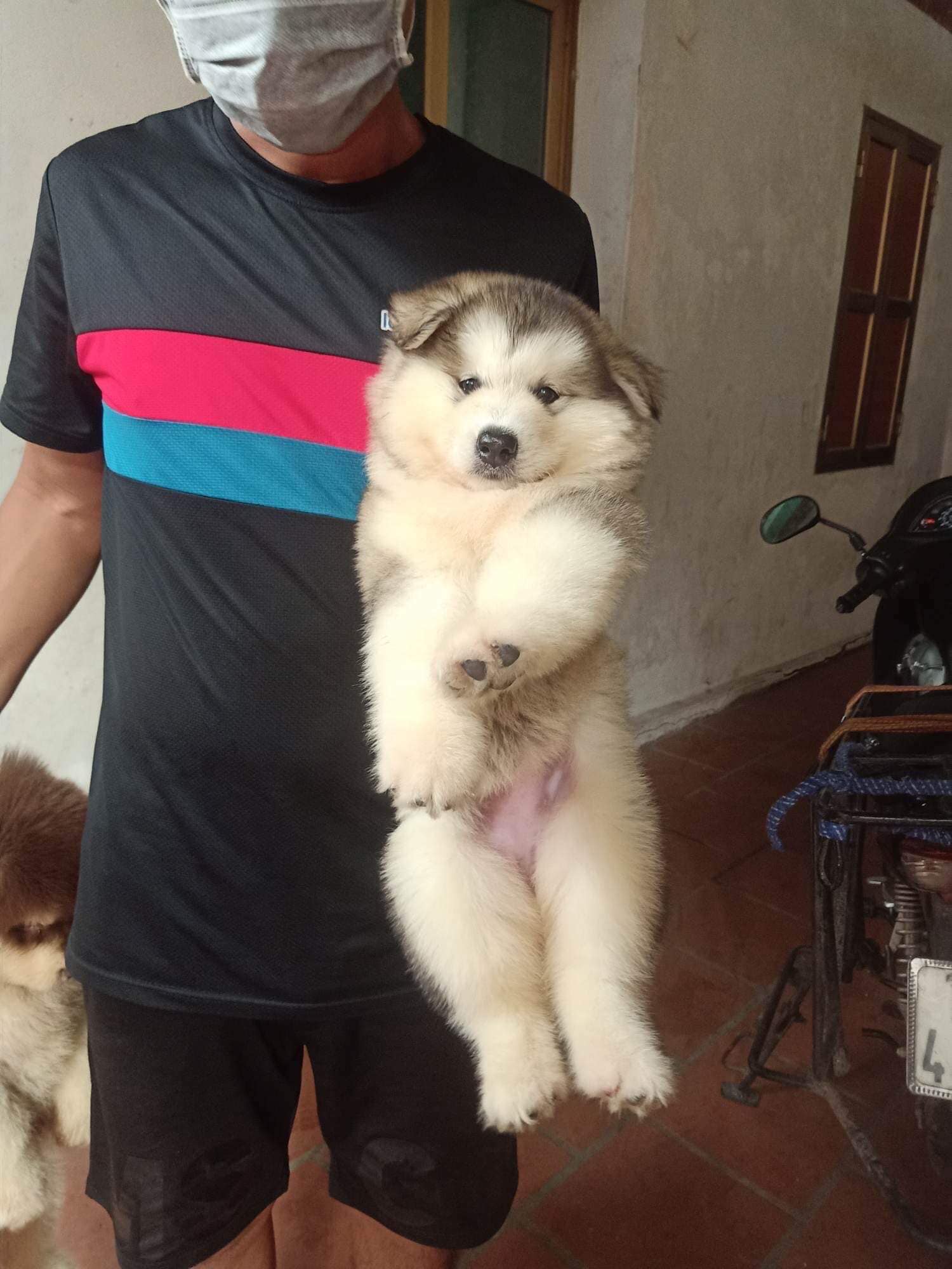 The most stunning images of Alaskan Malamutes