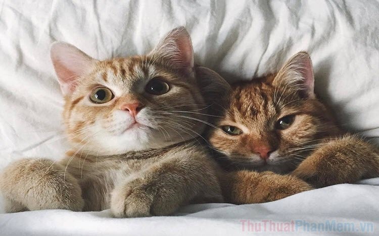 Adorable Imagery: Two Cats Cuddling in the Cutest Way Possible