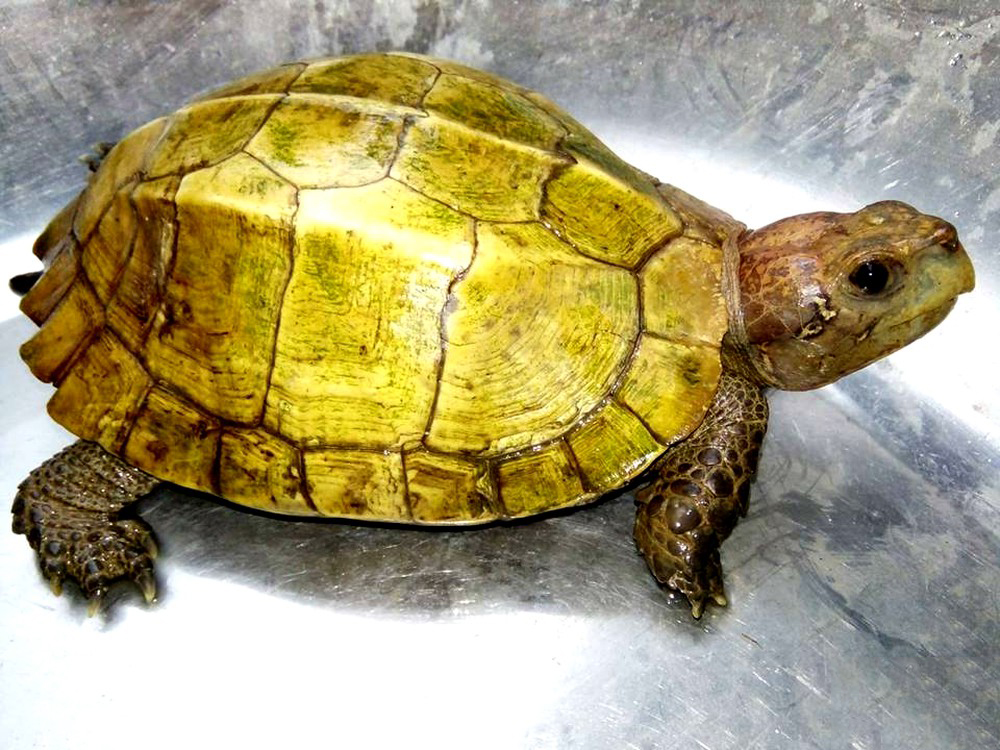 Stunning Golden Turtle Images