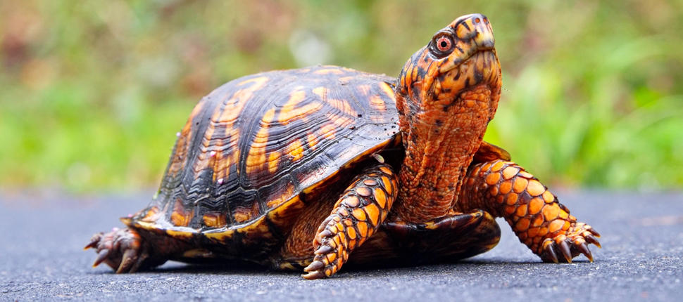 Stunning Golden Turtle Images