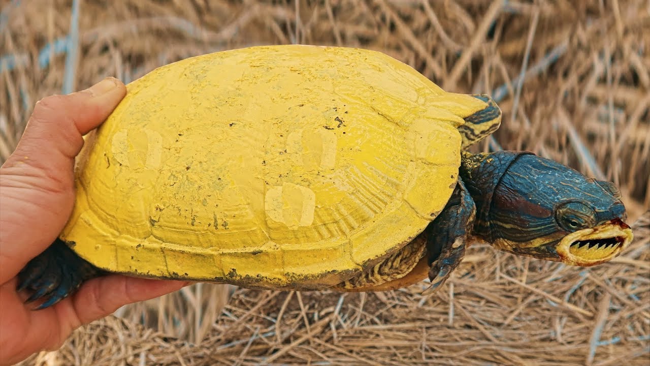 Stunning Golden Turtle Images