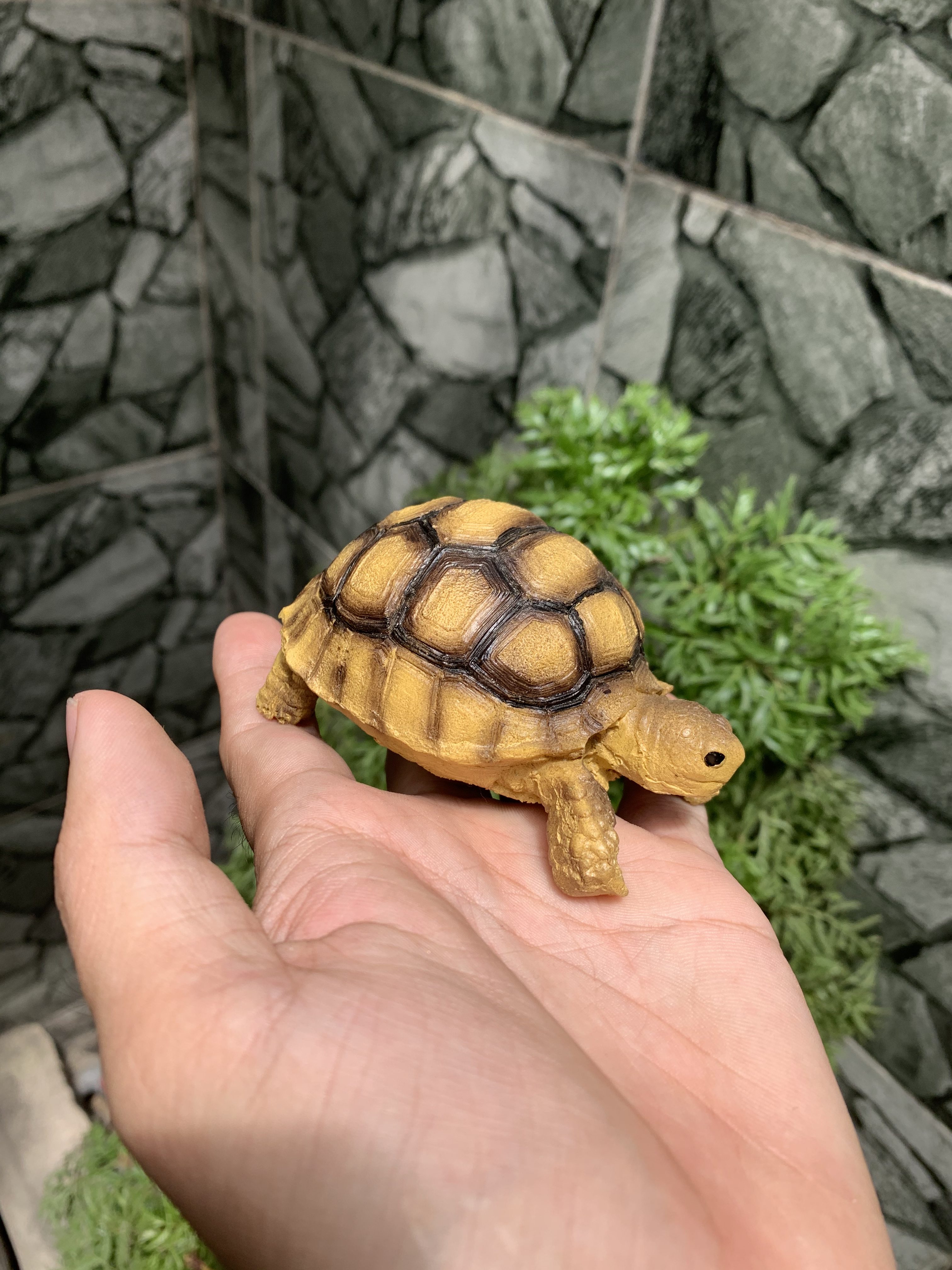 Stunning Golden Turtle Images