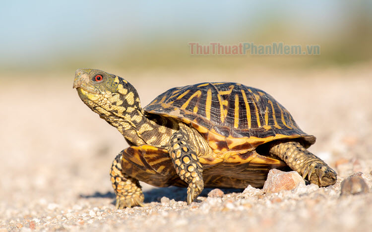 Stunning Golden Turtle Images