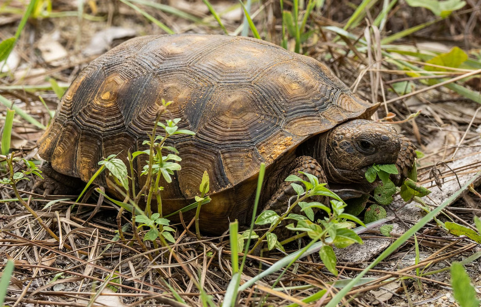 Stunning Golden Turtle Images