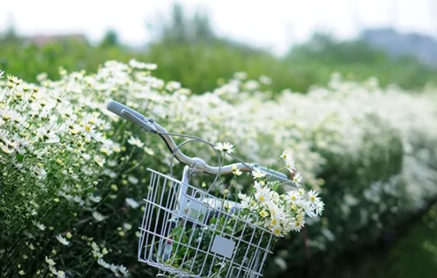 The Most Beautiful and Stylish Flower Chill Photos